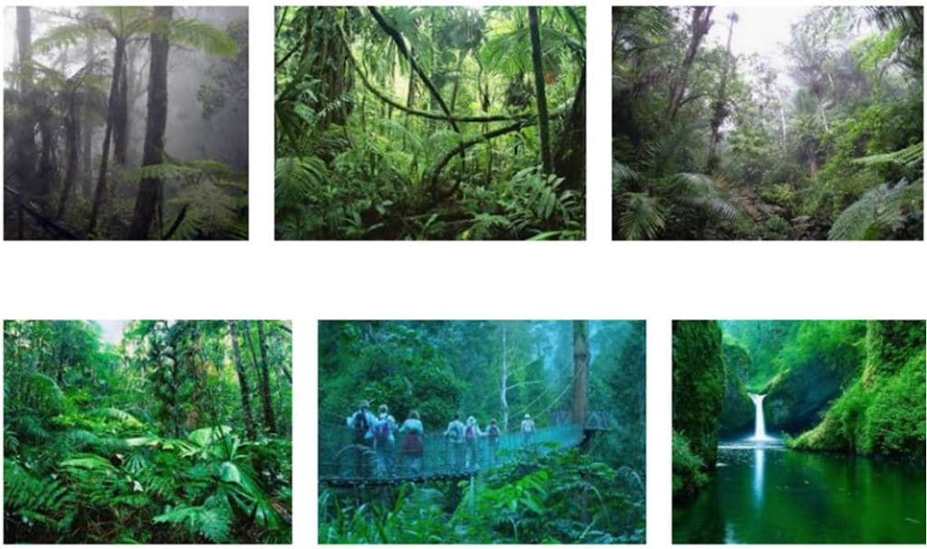 CLIMA ECUATORIAL | Características, zona y composición