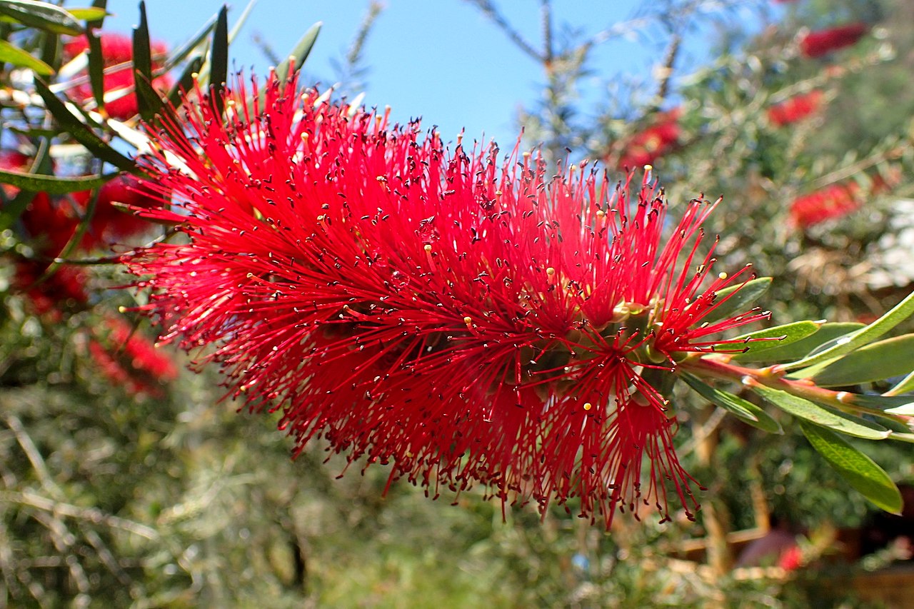 Callistemon (Planta, Flor y Fruto) | Características, usos y beneficios