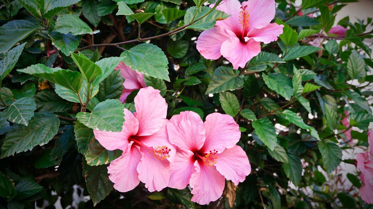 Hibisco (Planta y Flor) | Significado, tipos y cultivo.